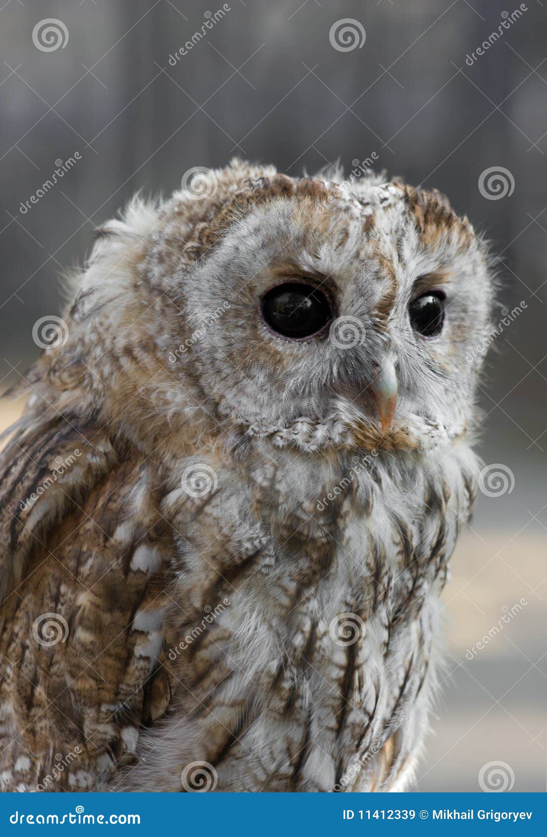 Pájaro de bebé del buho imagen de archivo. Imagen de exterior - 11412339
