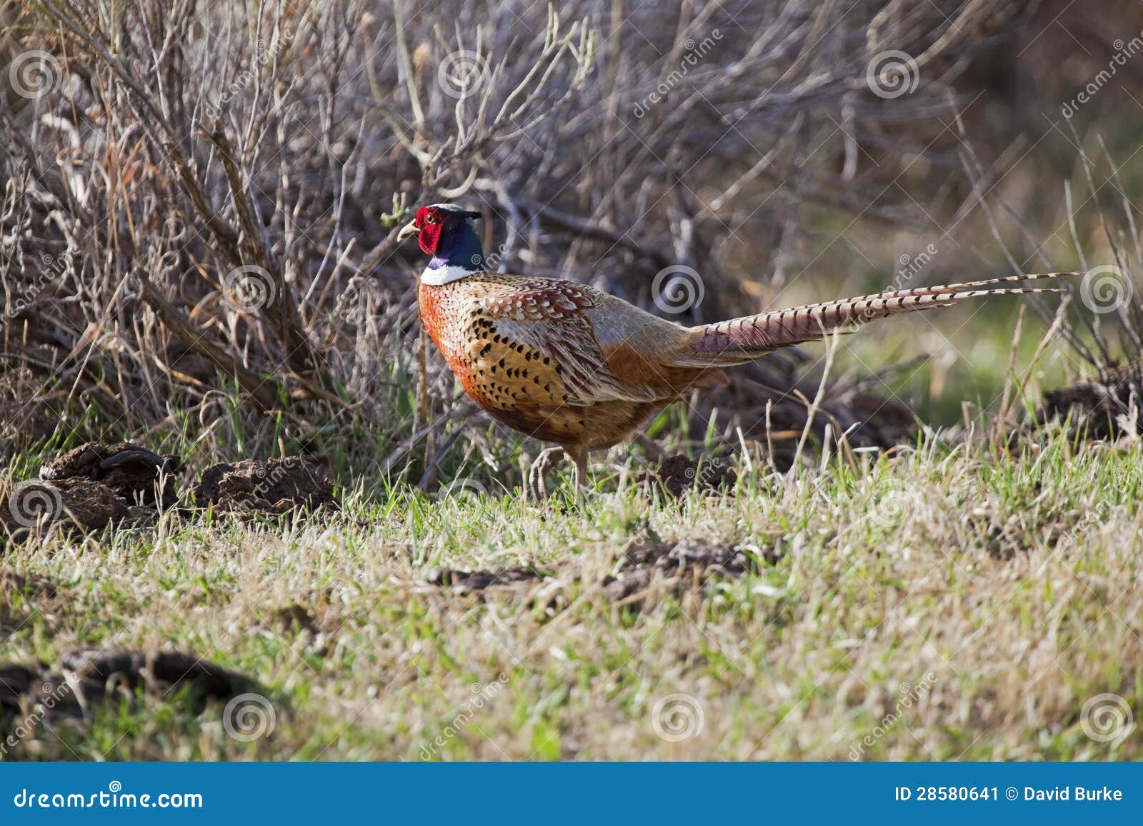 Pájaro de juego del faisán imagen de archivo. Imagen de americano ...