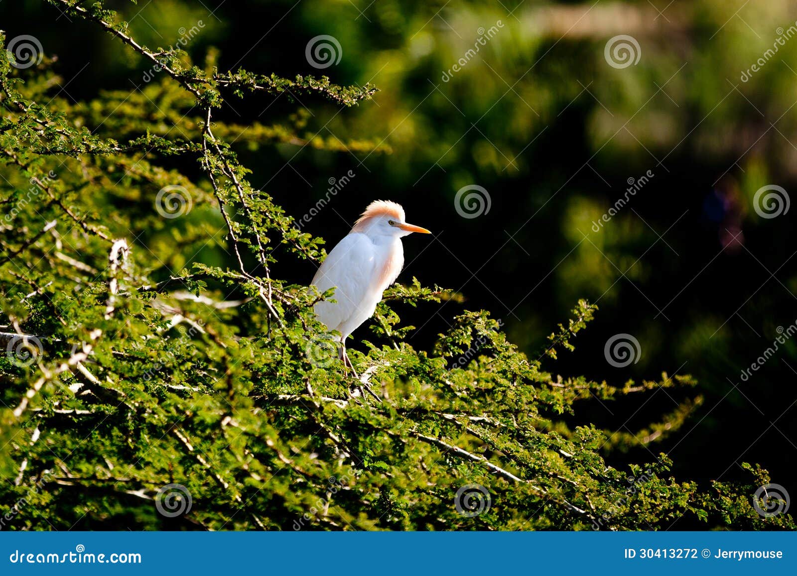 Pájaro de la Rojo-cresta foto de archivo. Imagen de rojo - 30413272