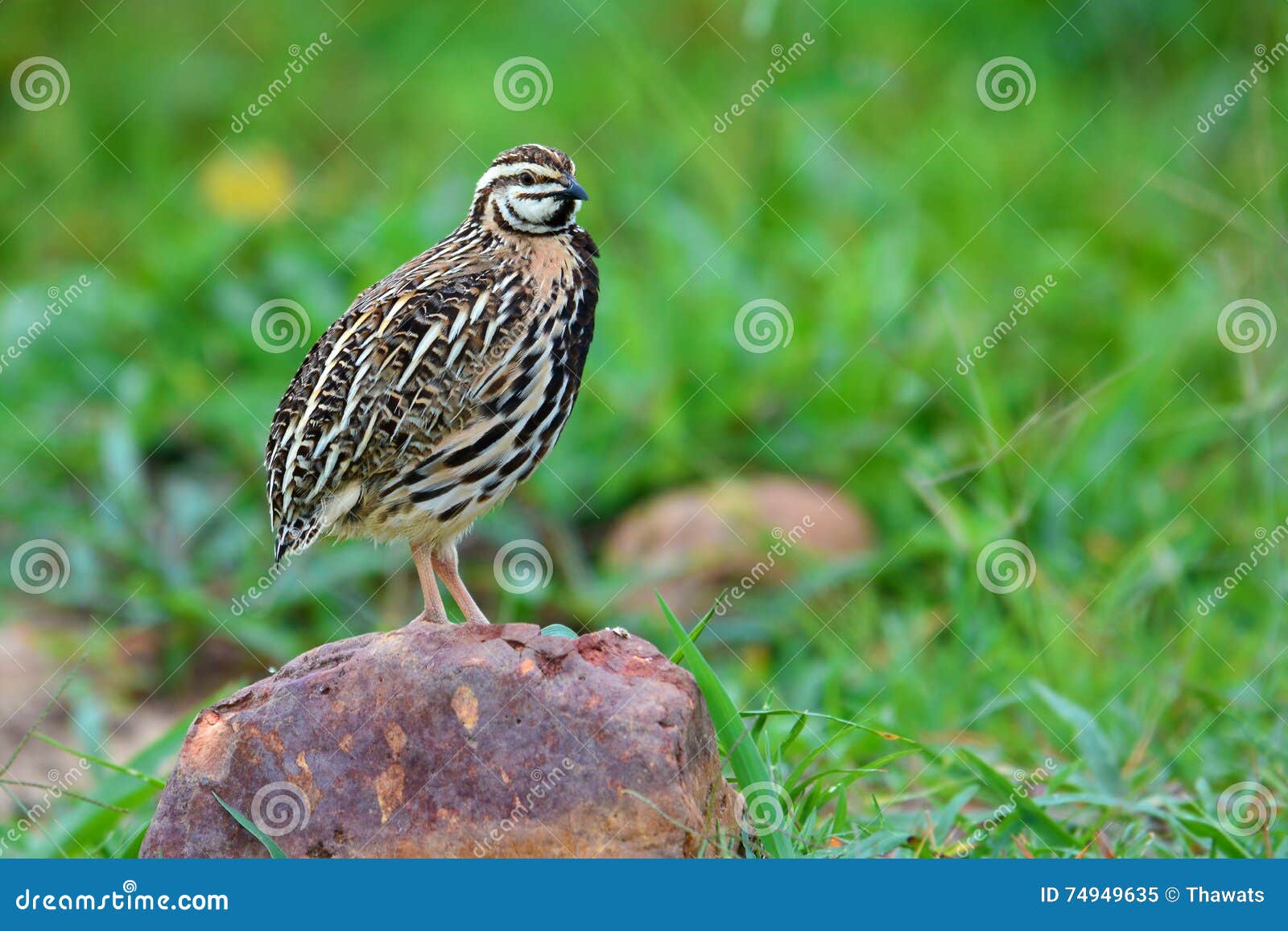 Pájaro De Las Codornices De La Lluvia Imagen de archivo - Imagen de ...