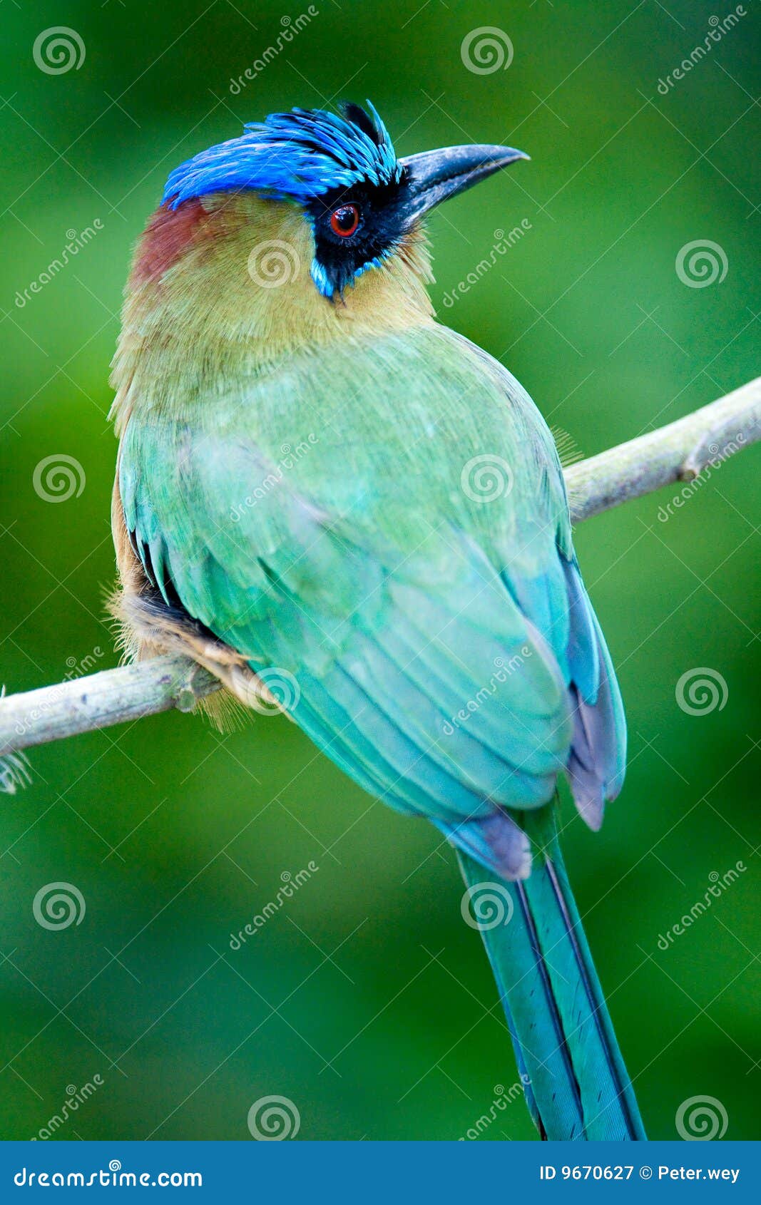 Pájaro de Motmot imagen de archivo. Imagen de salvaje - 9670627