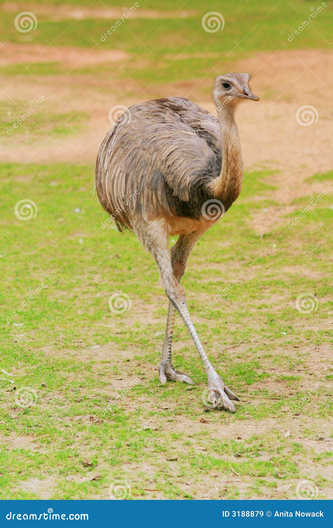 Pájaro de Rhea imagen de archivo. Imagen de grande, piernas - 3188879