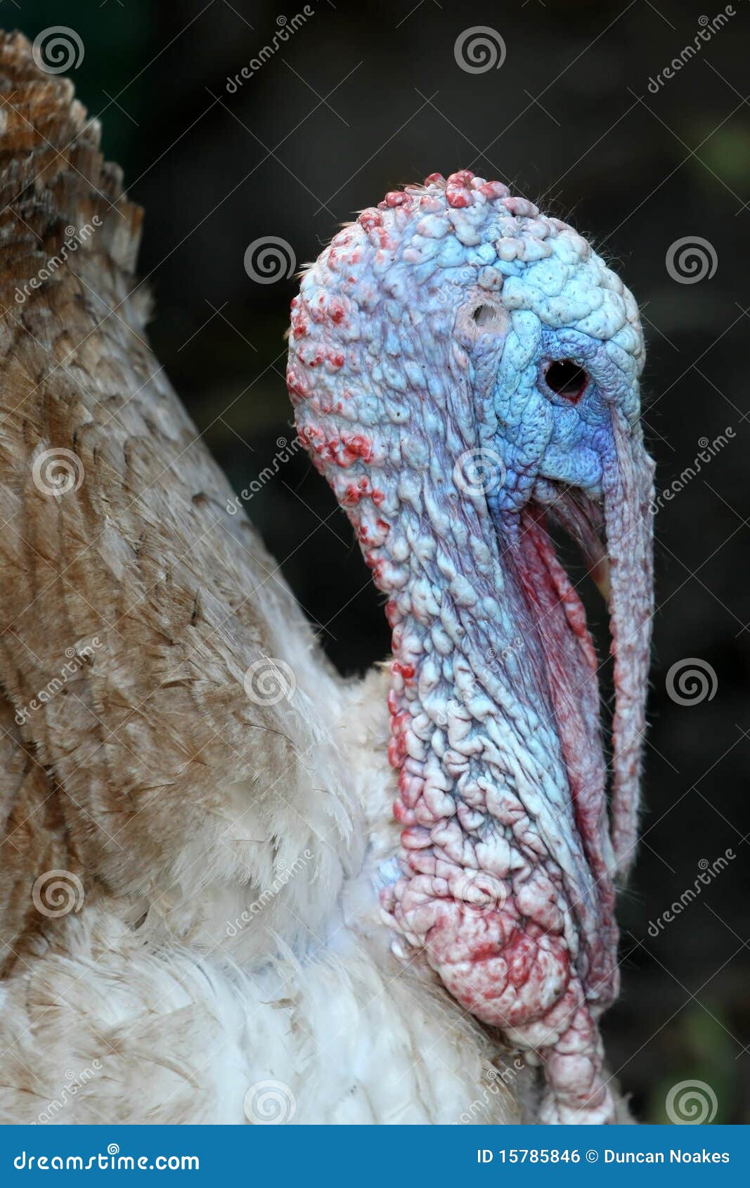 Pájaro de Turquía foto de archivo. Imagen de color, fauna - 15785846