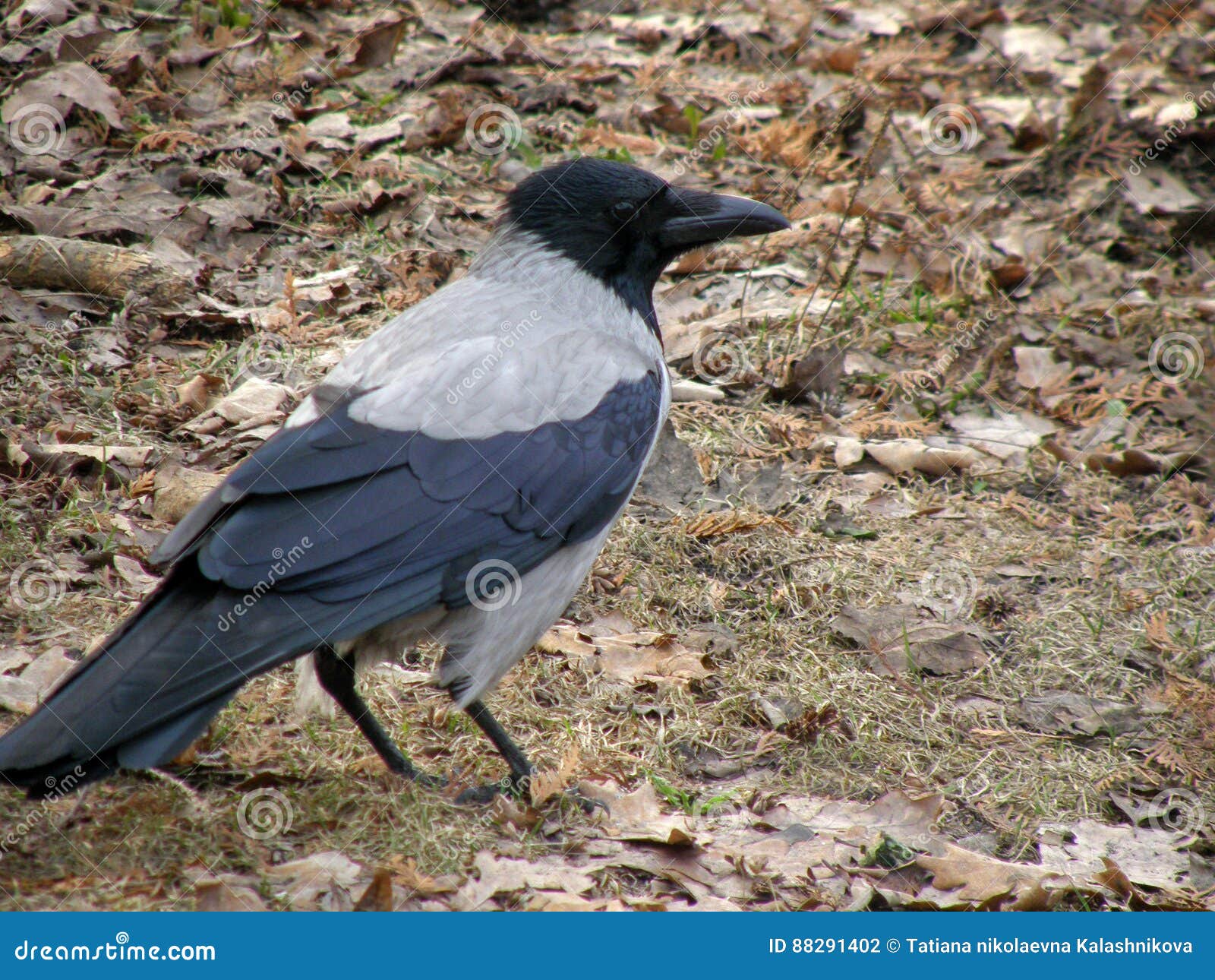 Pájaro de un grajo foto de archivo. Imagen de plumas - 88291402