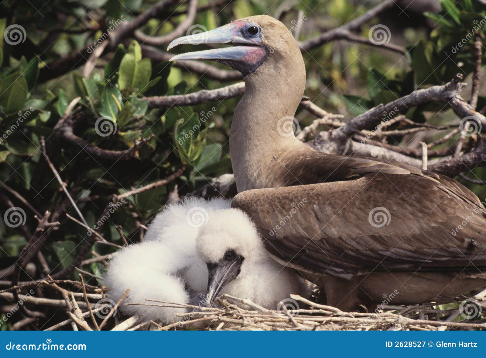Pájaro Del Bobo Con El Bebé Imagen de archivo - Imagen de pluma, bebé ...