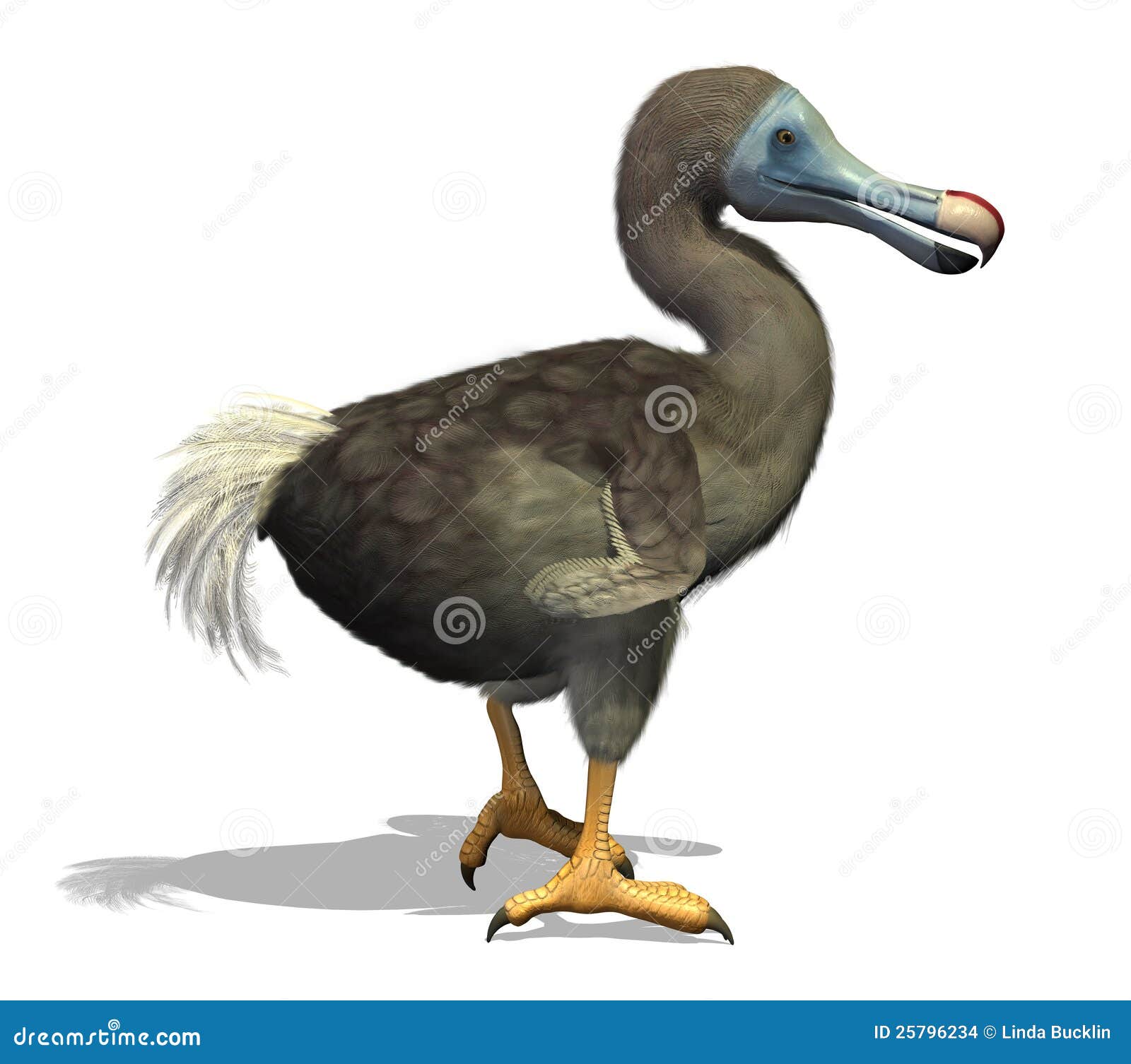 Pájaro del Dodo stock de ilustración. Ilustración de aislado - 25796234