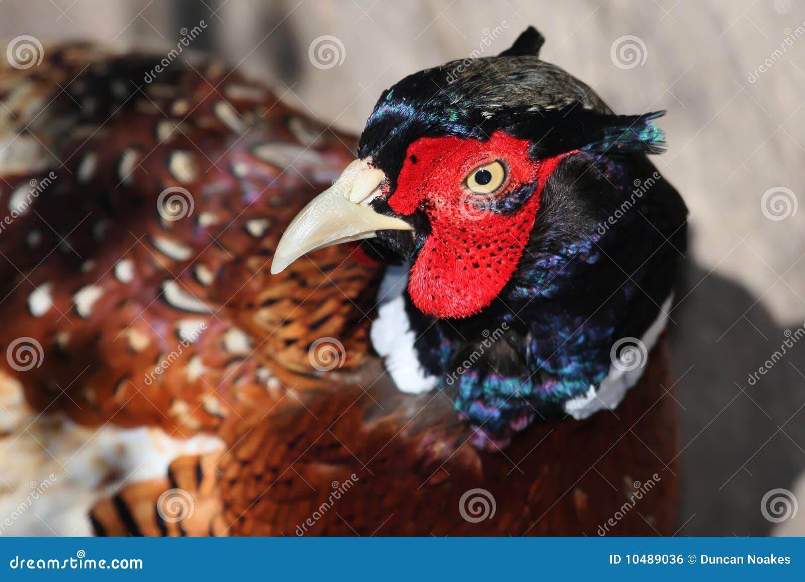 Pájaro del faisán foto de archivo. Imagen de plumas, pico - 10489036