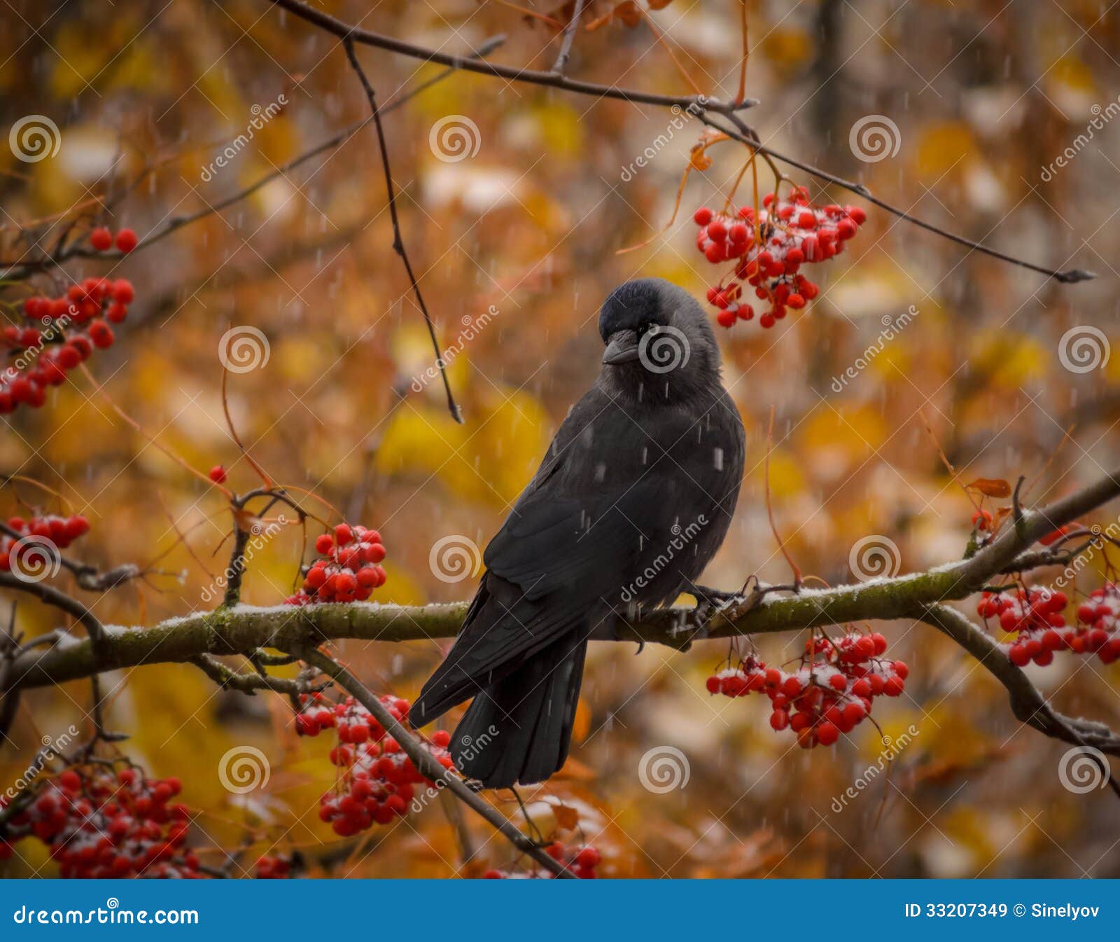 Pájaro del grajo imagen de archivo. Imagen de rojo, pluma - 33207349