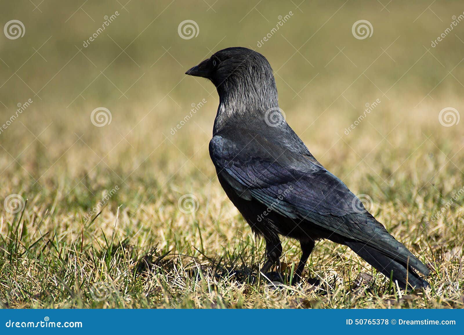 Pájaro del grajo foto de archivo. Imagen de vuelo, negro - 50765378