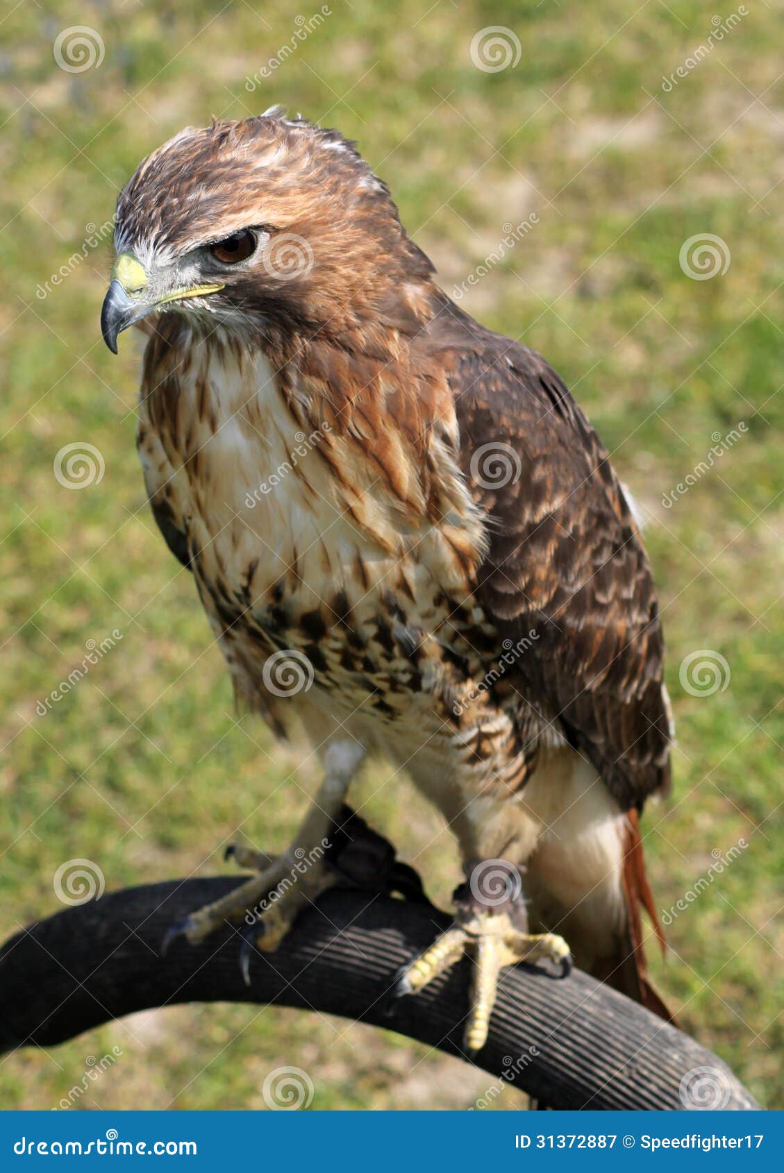 Pájaro del halcón imagen de archivo. Imagen de animal - 31372887