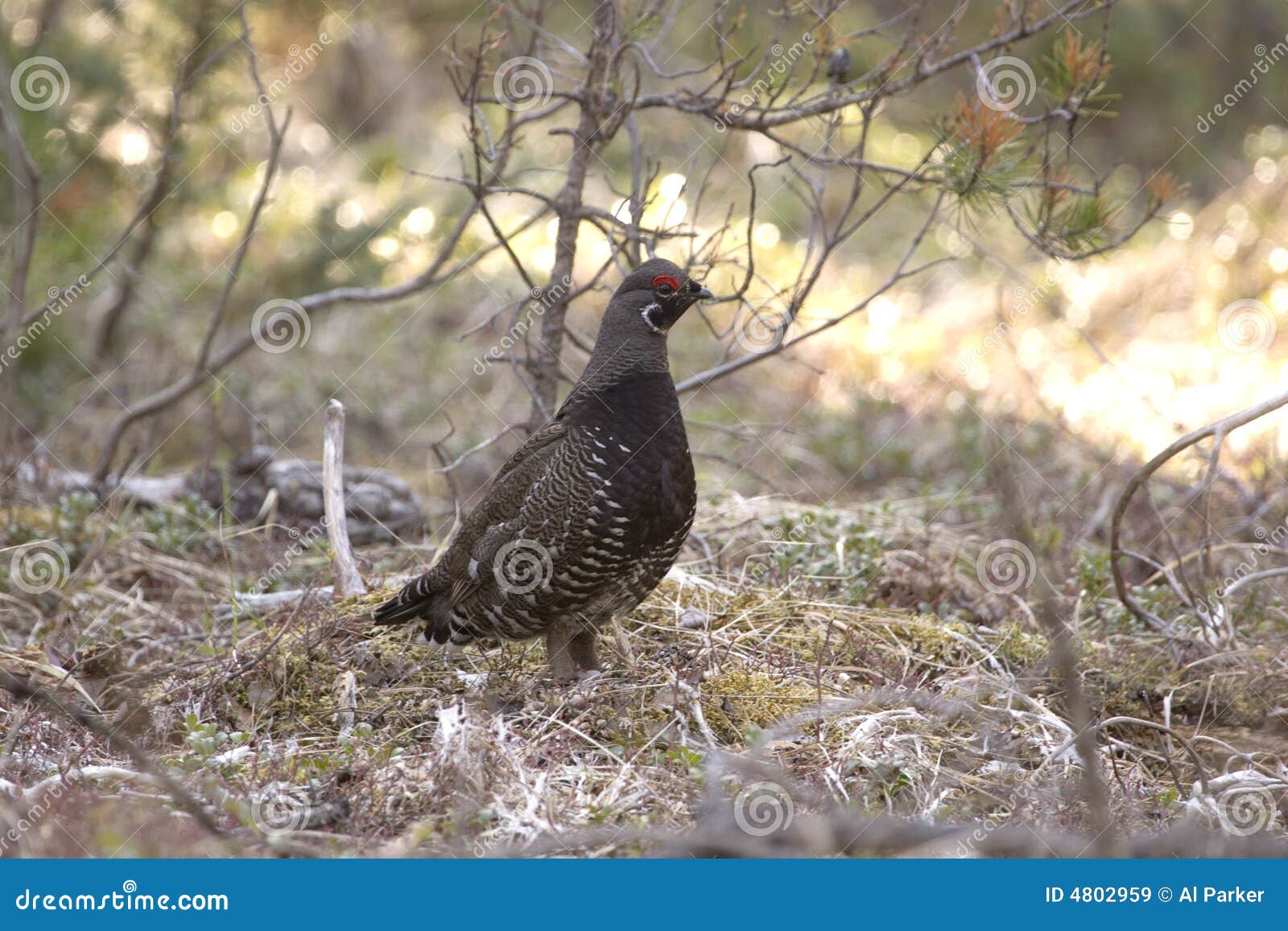 Pájaro del urogallo Spruce imagen de archivo. Imagen de soporte - 4802959