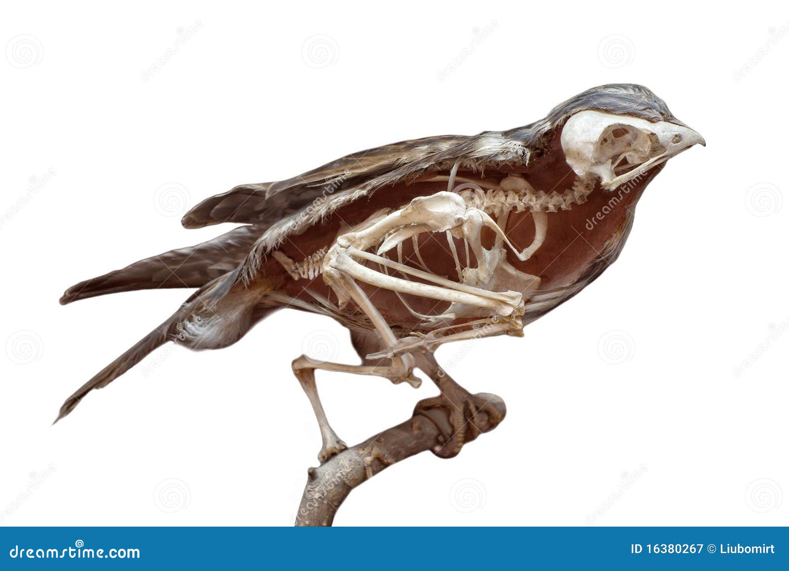 Pájaro Disecado Con El Esqueleto Imagen de archivo - Imagen de fémur ...