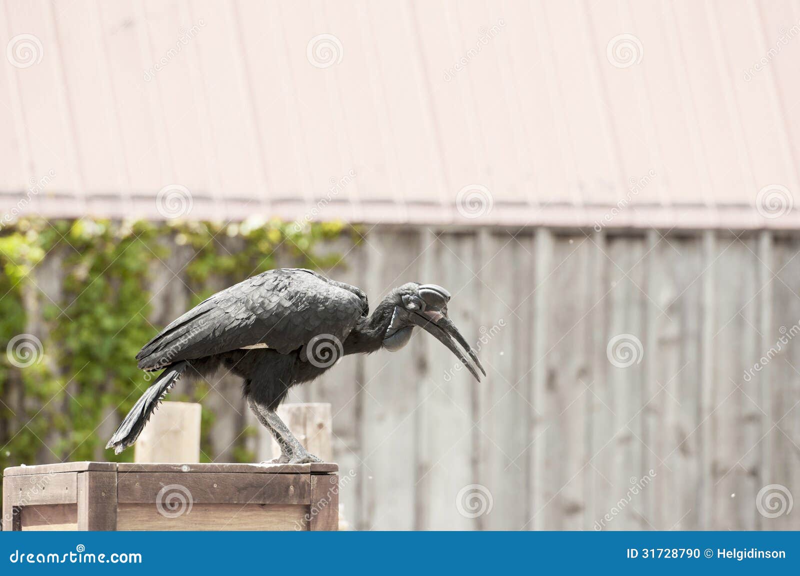 Pájaro feo negro foto de archivo. Imagen de aire, perfil - 31728790