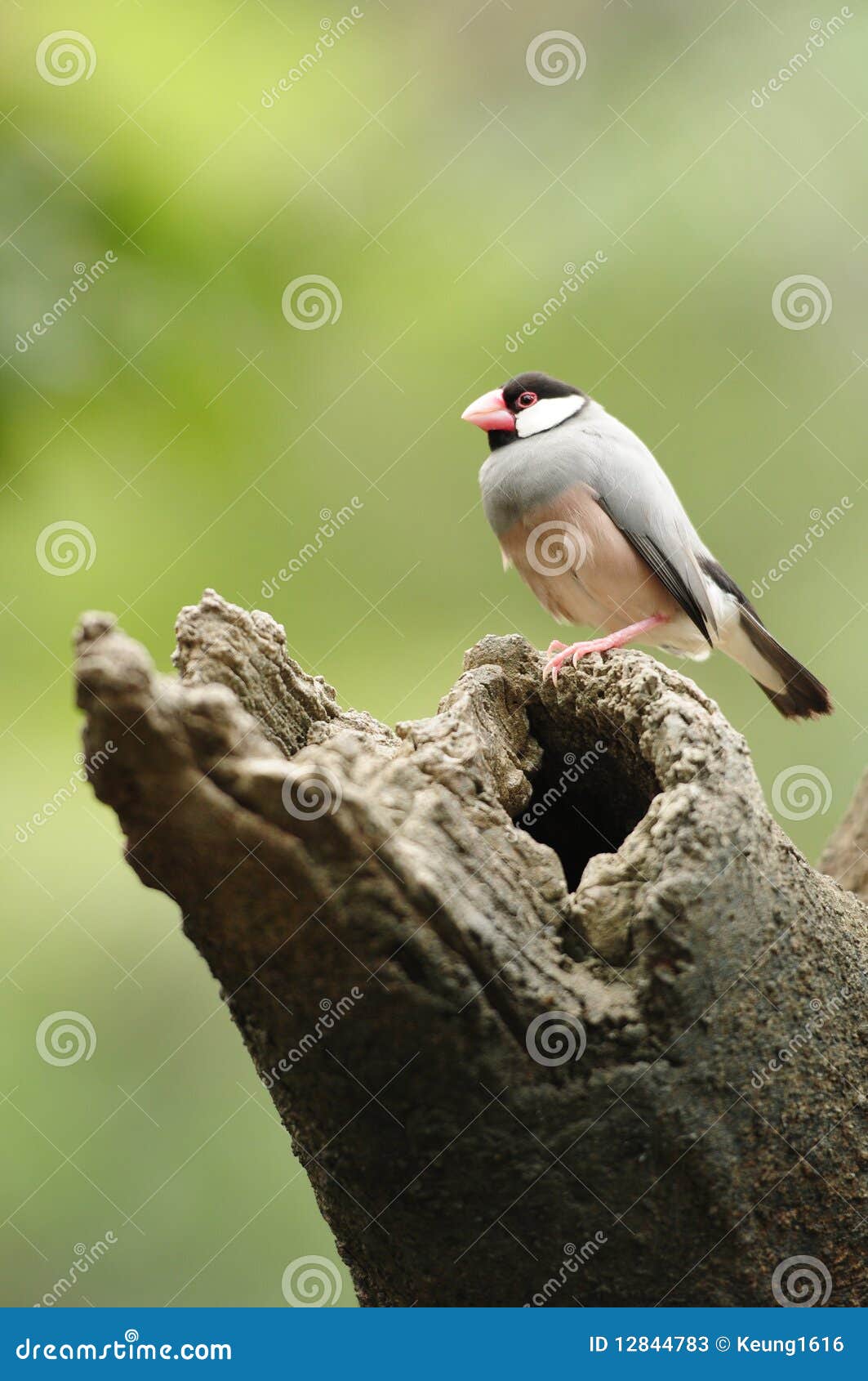Pájaro --- gorrión de Java imagen de archivo. Imagen de aviario - 12844783