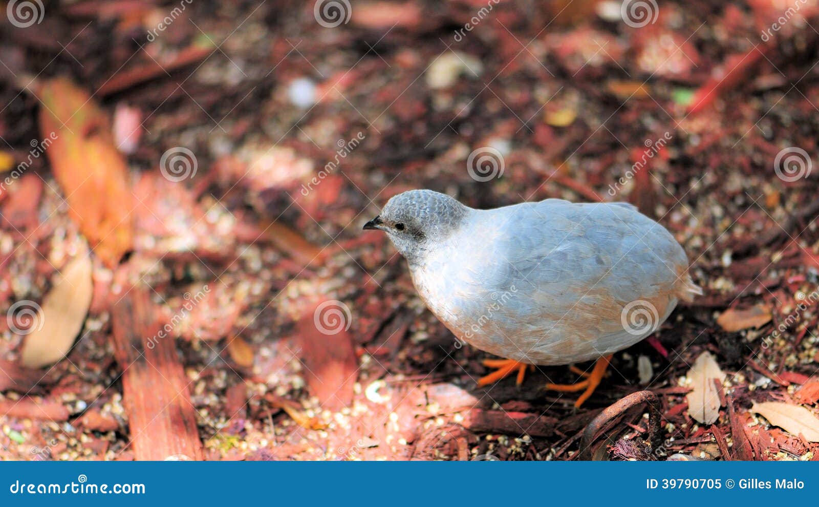 Pájaro Gris Y Beige De Las Codornices Imagen de archivo - Imagen de ...