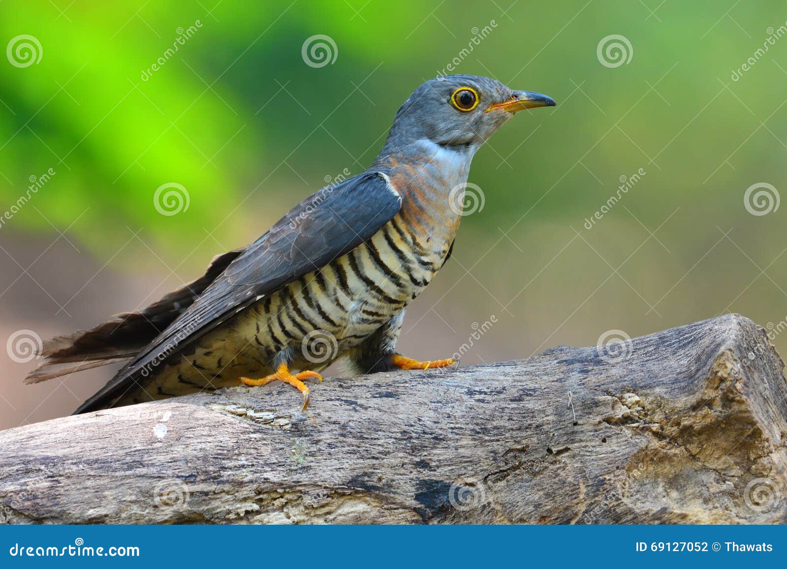 Pájaro indio del cuco foto de archivo. Imagen de cuenta - 69127052