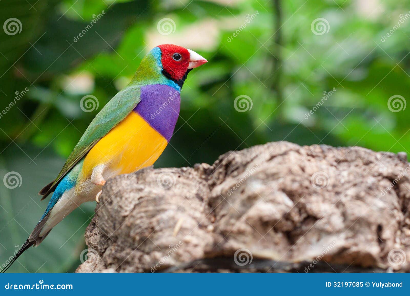 Pájaro multicolor imagen de archivo. Imagen de verde - 32197085