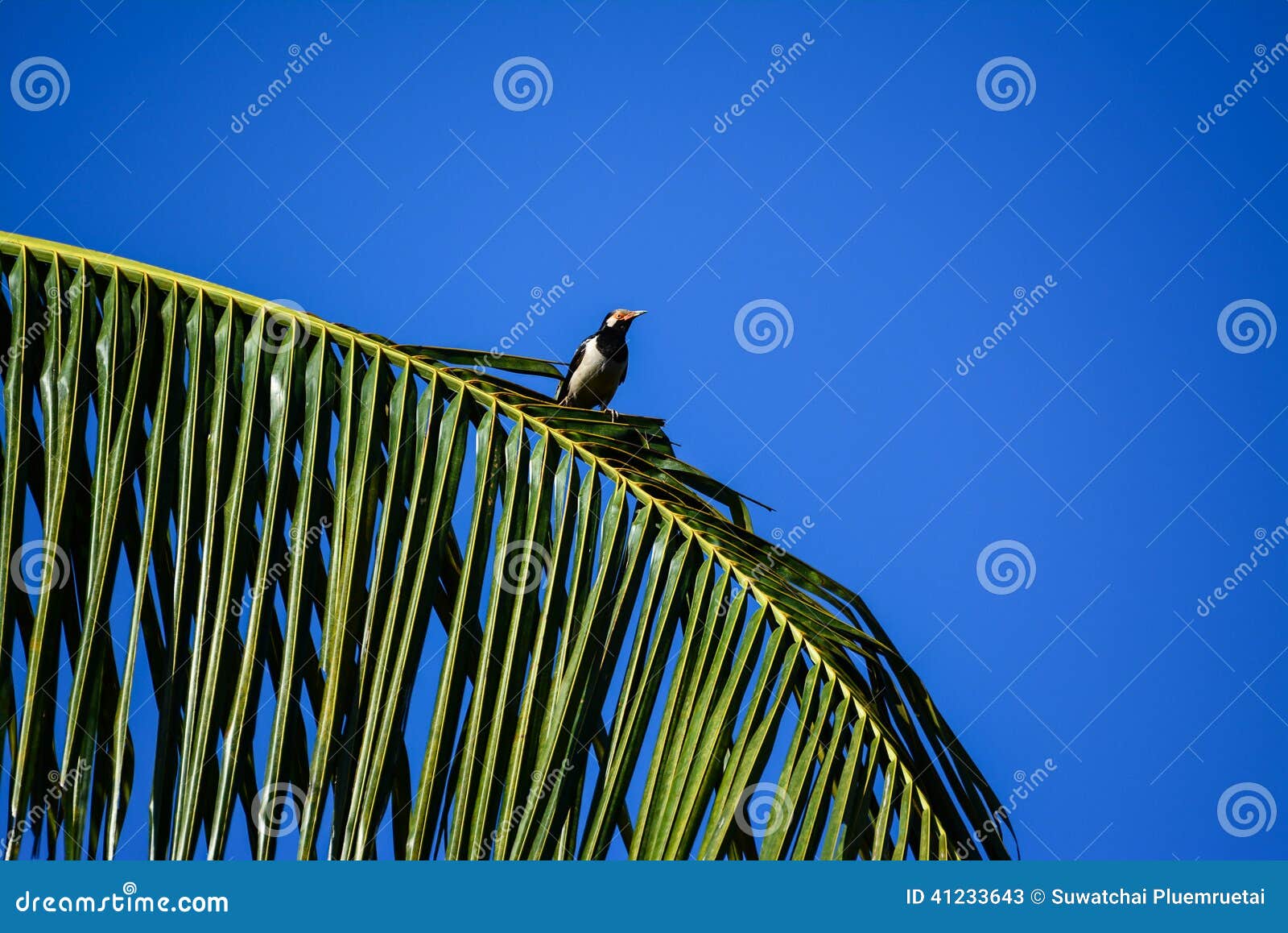 Pájaro Que Se Coloca En árbol De Coco Imagen de archivo - Imagen de ...