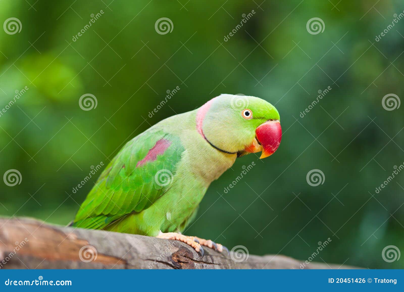 Pájaro verde del loro foto de archivo. Imagen de tropical - 20451426