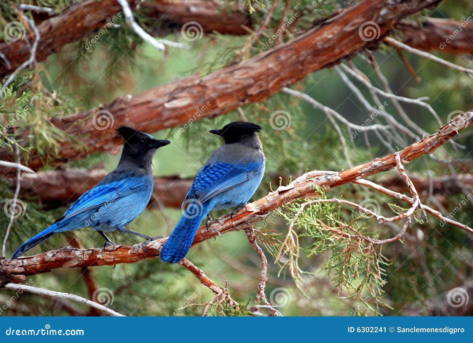 Pájaros azules imagen de archivo. Imagen de pinos, fortuna - 6302241