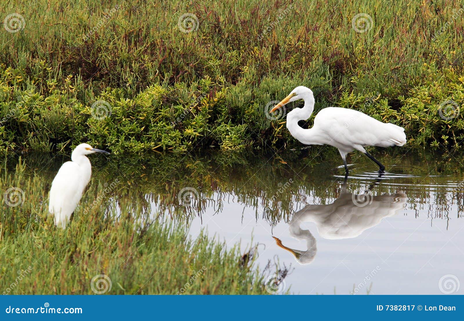 Pájaros en los humedales imagen de archivo. Imagen de hermoso - 7382817