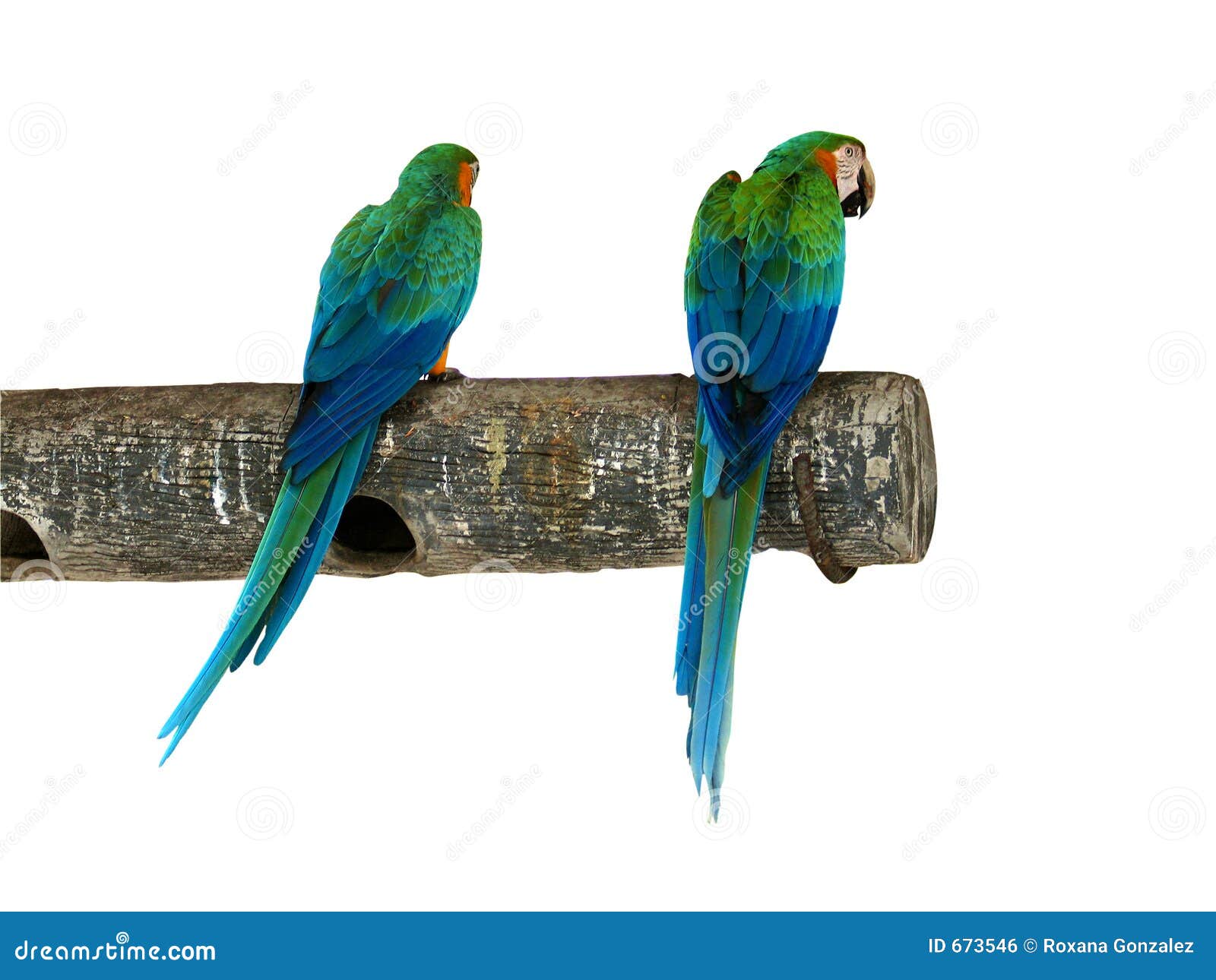 Pájaros Tropicales Aislados - Loros Foto de archivo - Imagen de primer ...