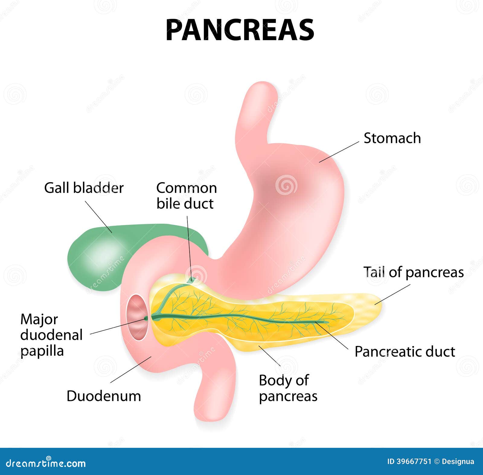 Páncreas humano ilustración del vector. Ilustración de humano - 39667751
