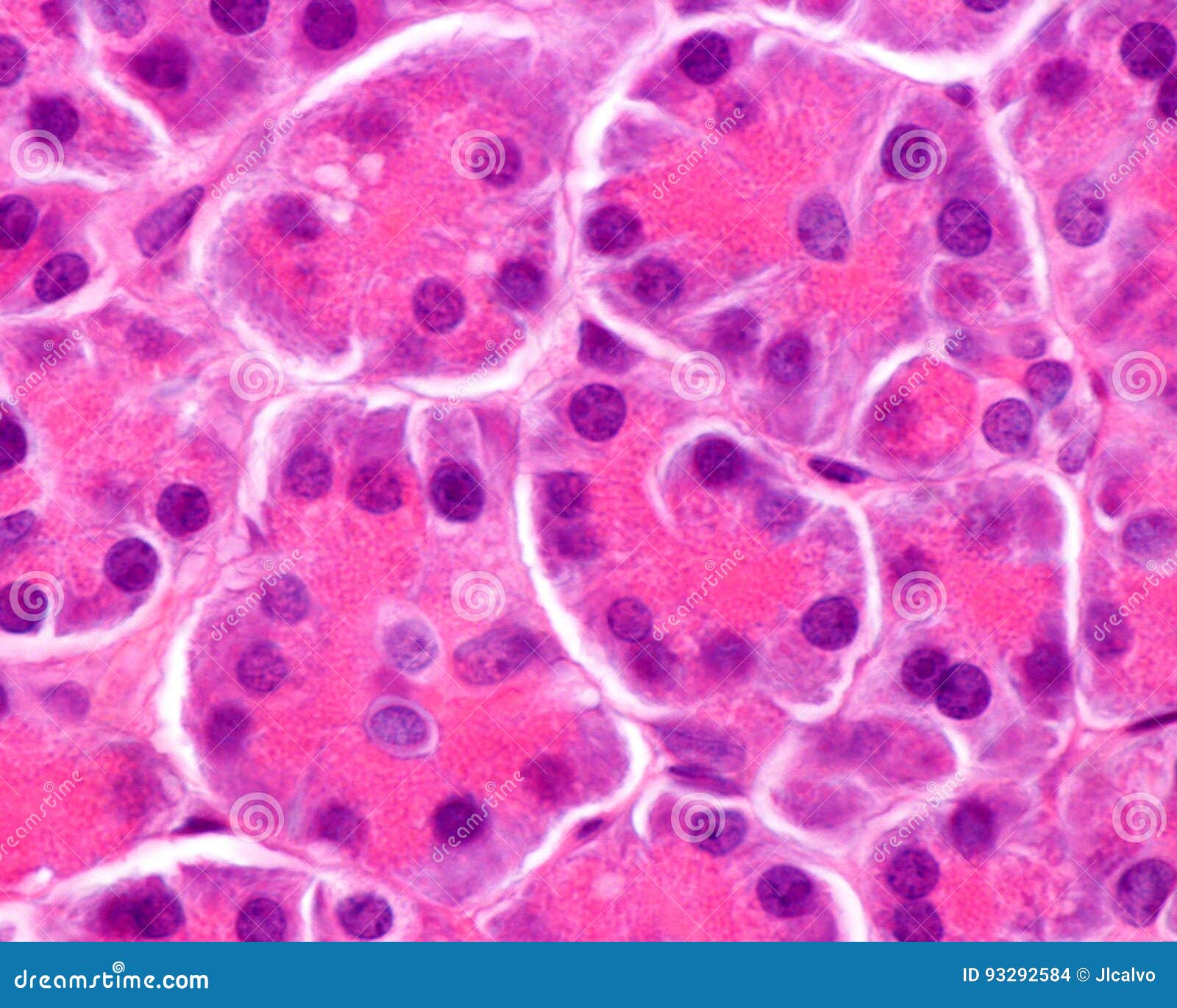 Páncreas Humano Acini Serosos Foto de archivo - Imagen de células ...