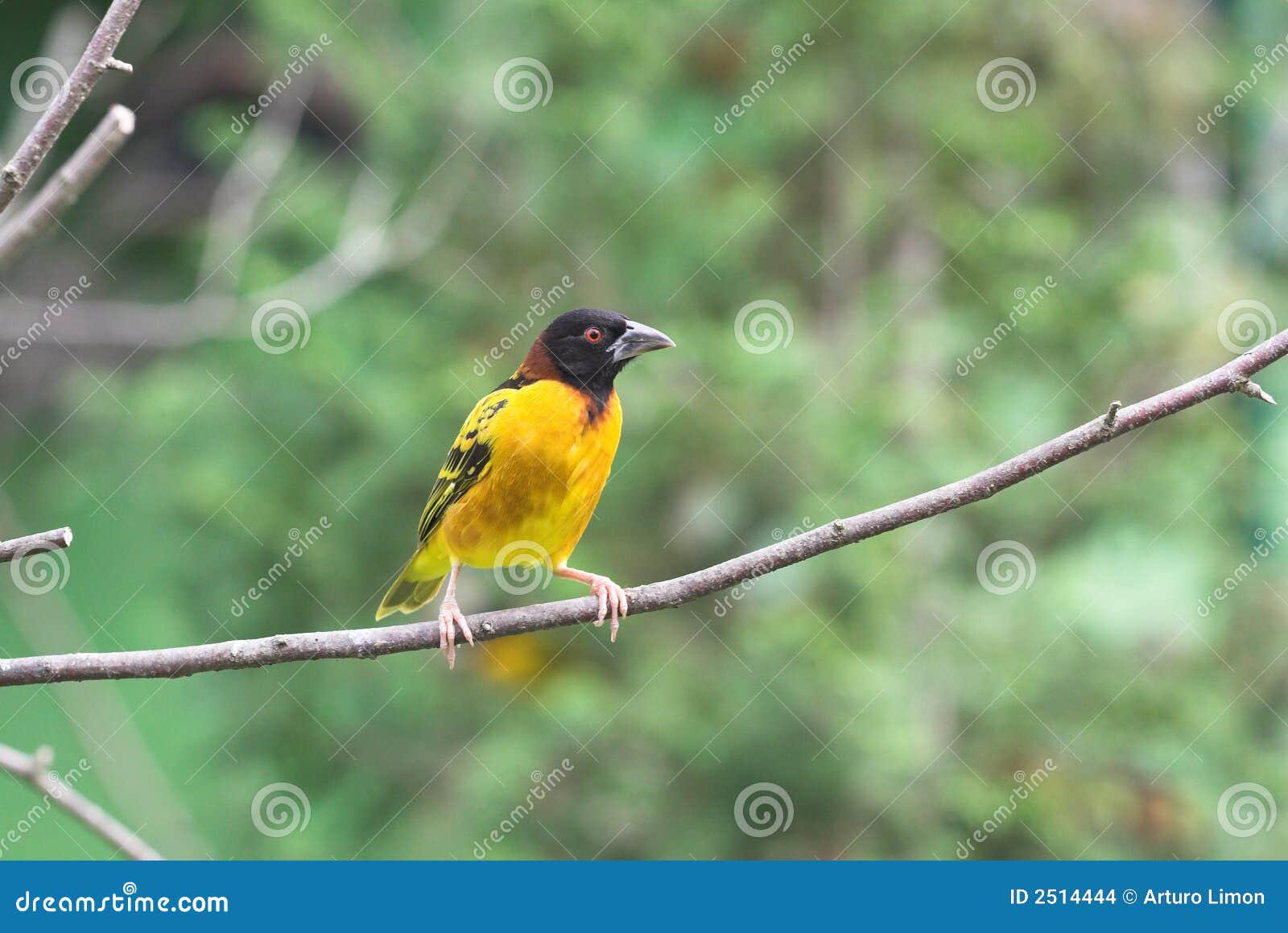 Pássaro amarelo foto de stock. Imagem de amarelo, animal - 2514444