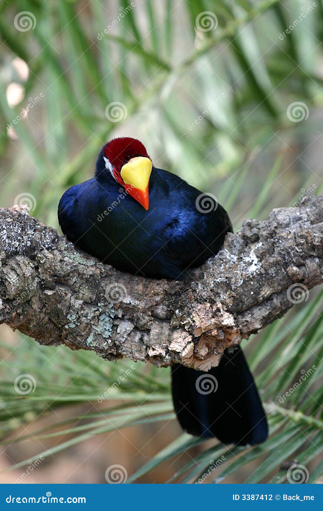 Pássaro azul foto de stock. Imagem de bonito, nave, brincalhona - 3387412