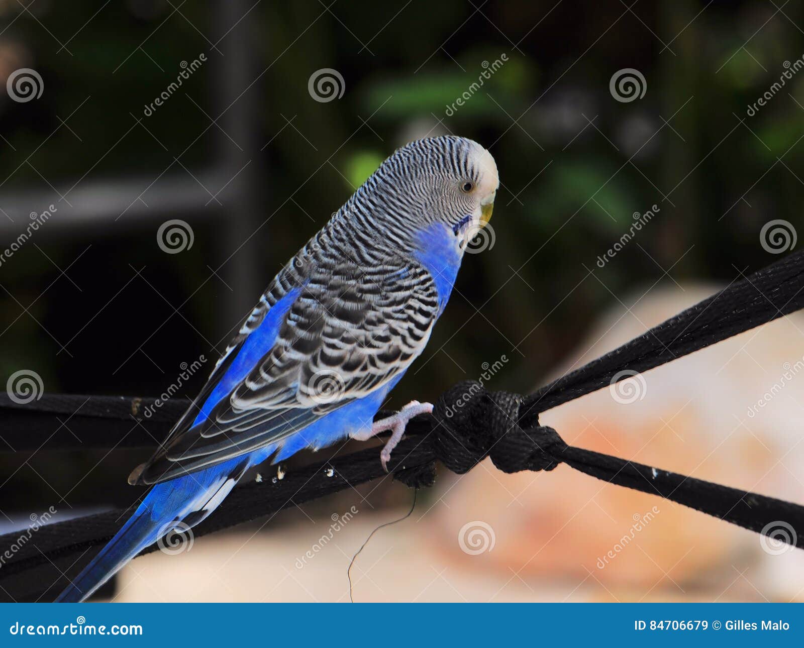 imagens de stock Pássaro Azul Do Periquito Australiano - Baixe 381 ...