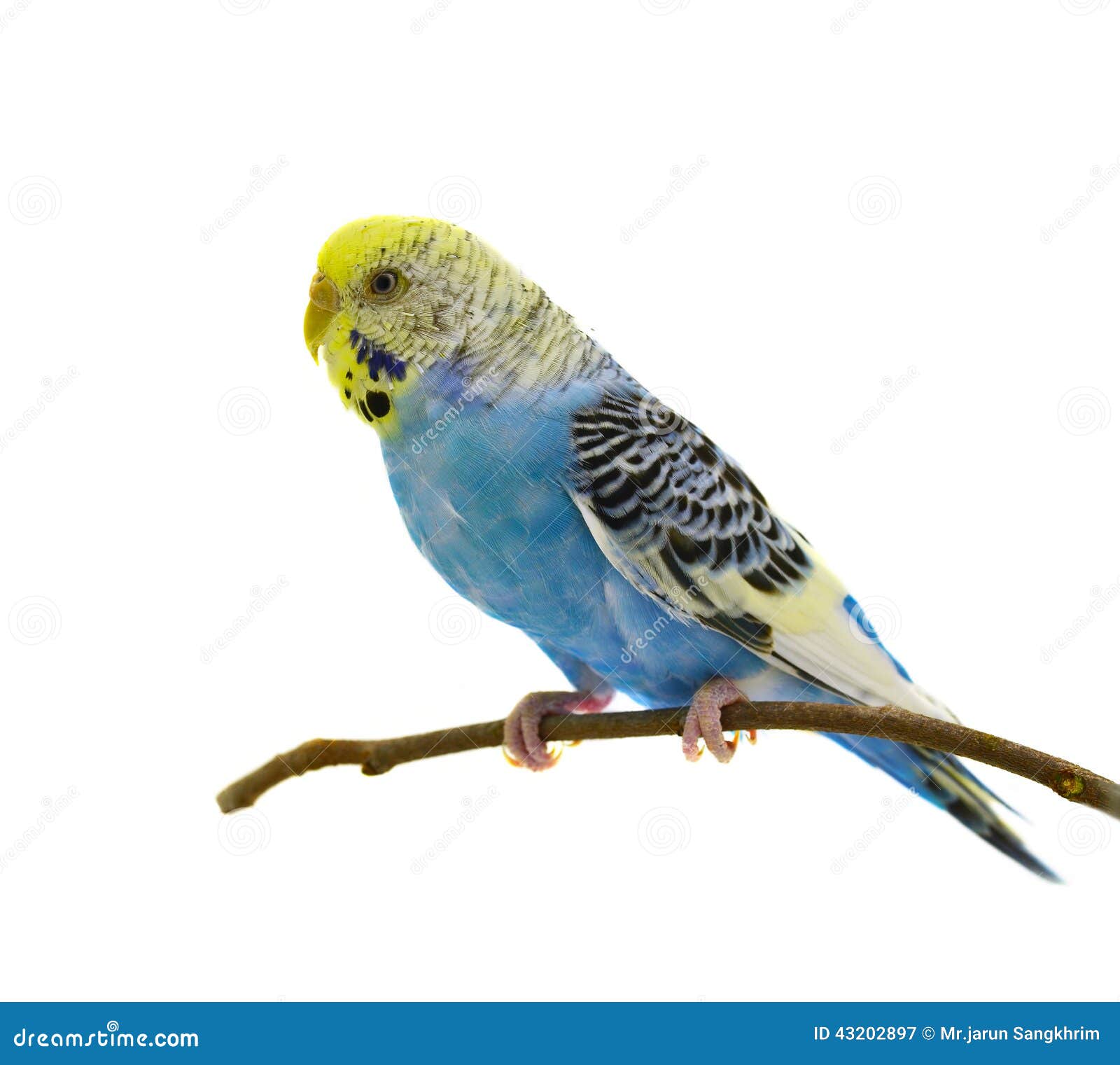 Pássaro Azul Dos Periquitos Australianos Imagem de Stock - Imagem de ...