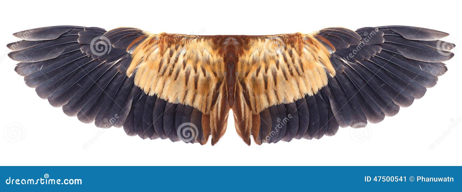 Pássaro da asa imagem de stock. Imagem de aleta, asas - 47500541