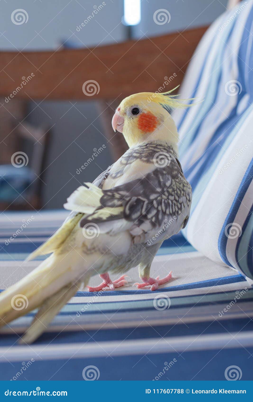 Pássaro de Calopsita foto de stock. Imagem de azul, retrato - 117607788