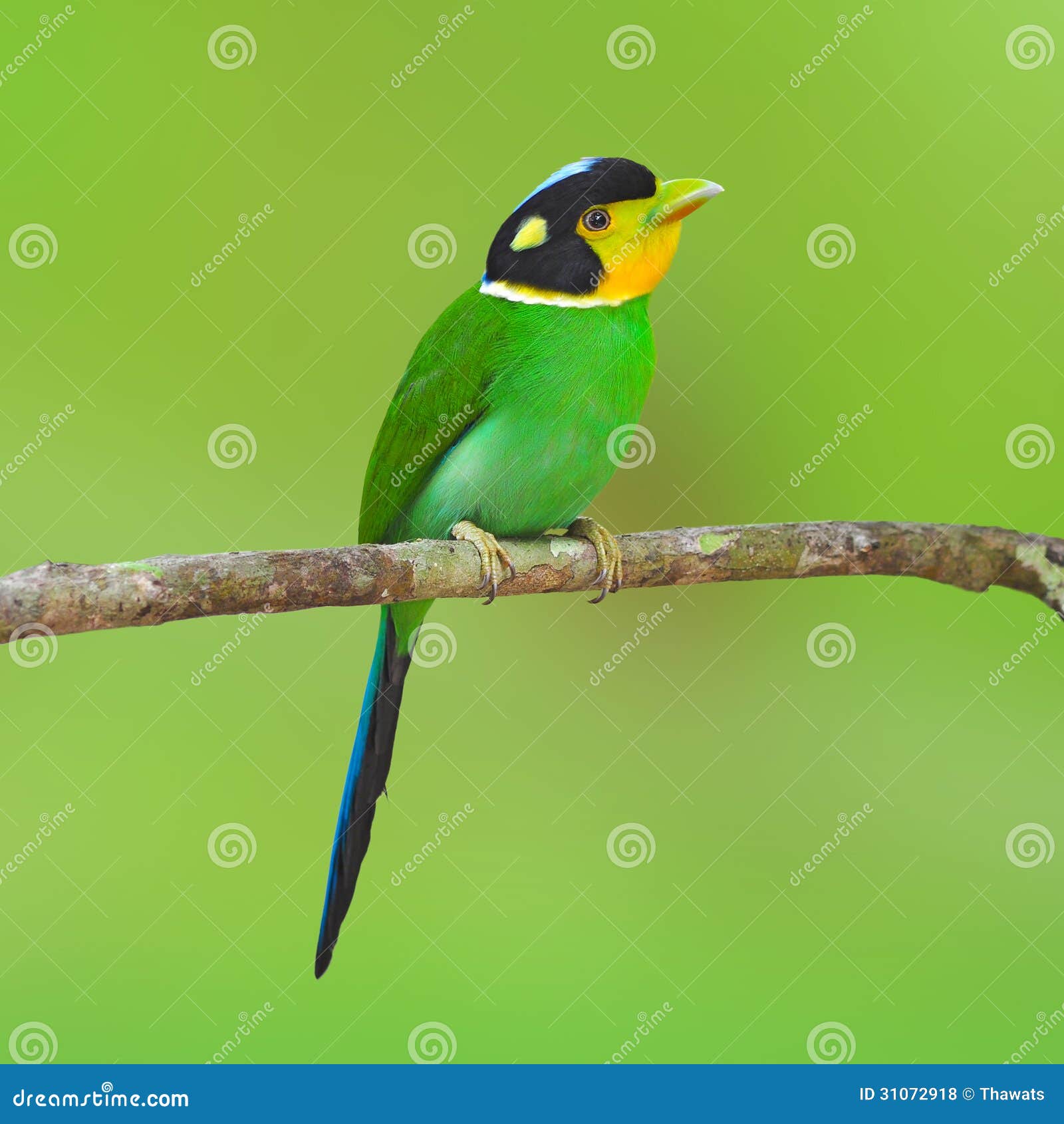 Pássaro De Cauda Longa Do Broadbilll Foto de Stock - Imagem de wildlife ...