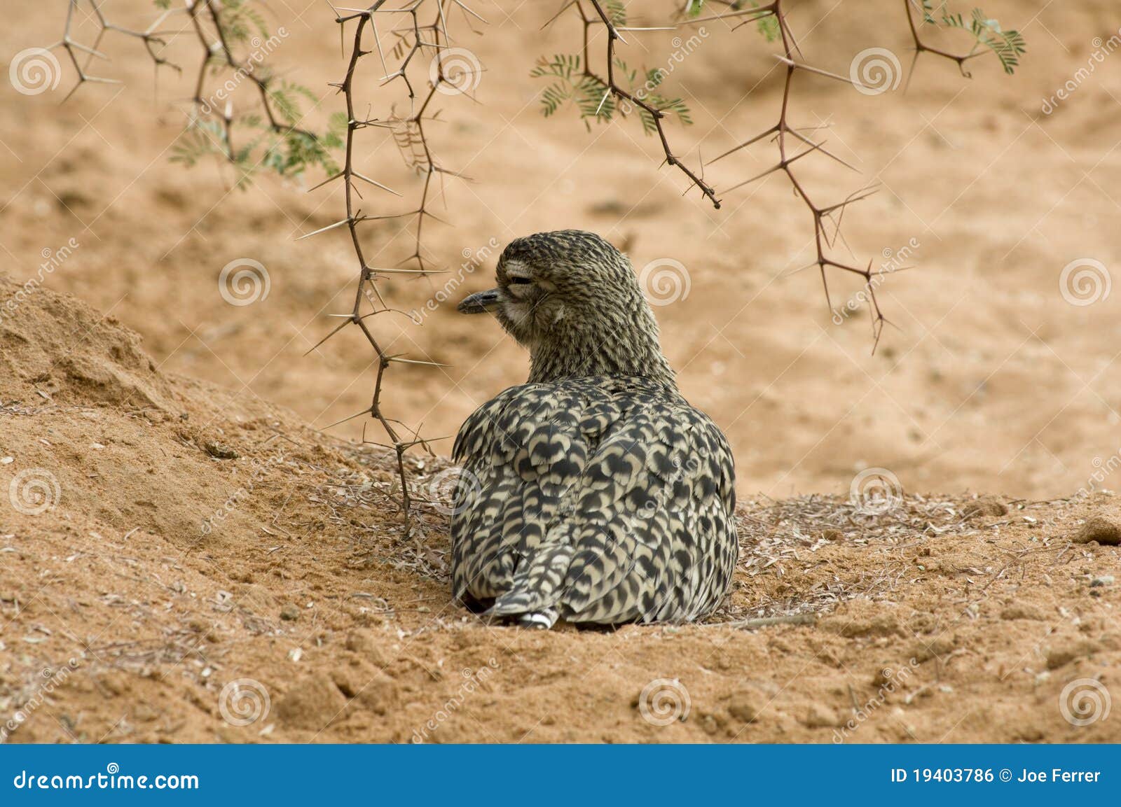 Pássaro De Descanso De Berhinus Capensus Foto de Stock - Imagem de ...