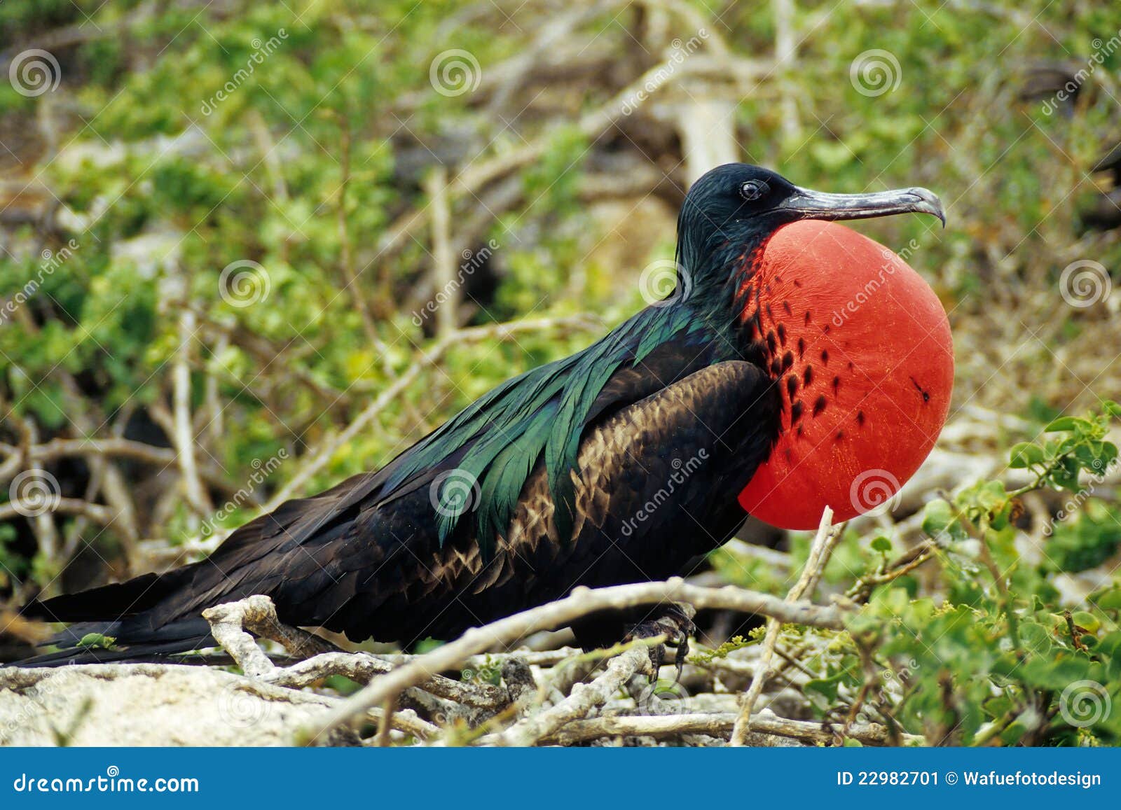 Pássaro de fragata imagem de stock. Imagem de equador - 22982701