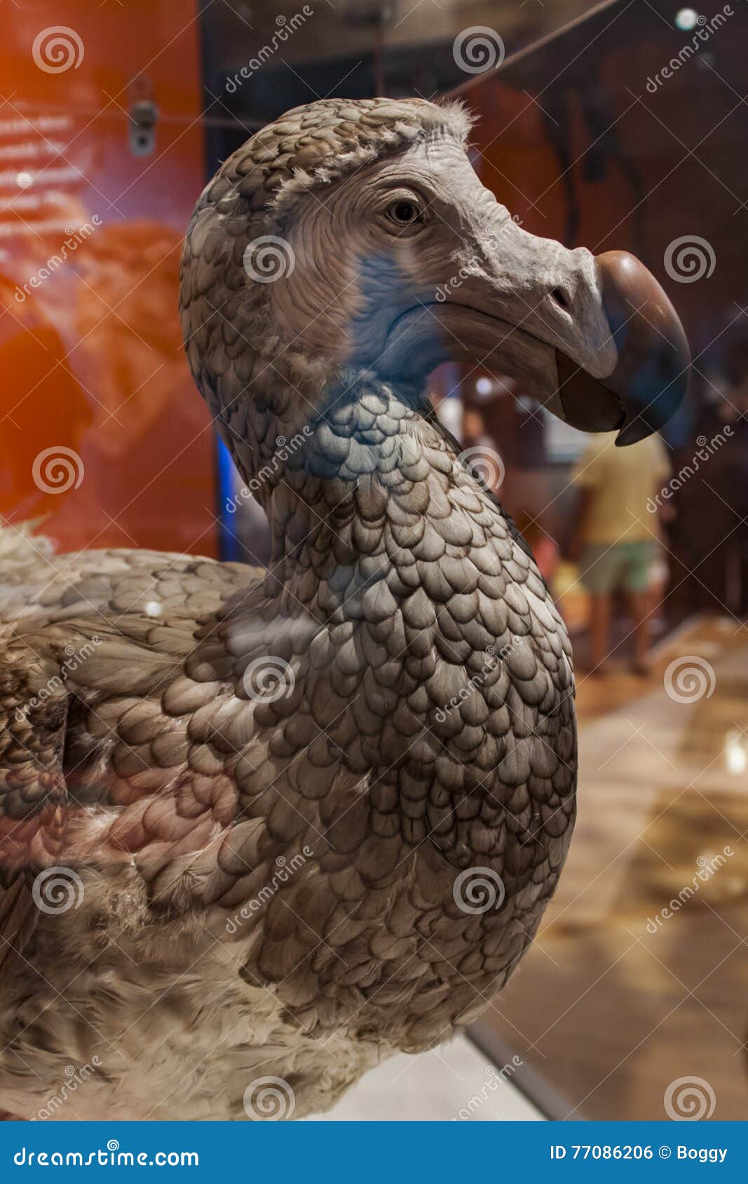 Pássaro do dodó foto editorial. Imagem de naughty, maior - 77086206