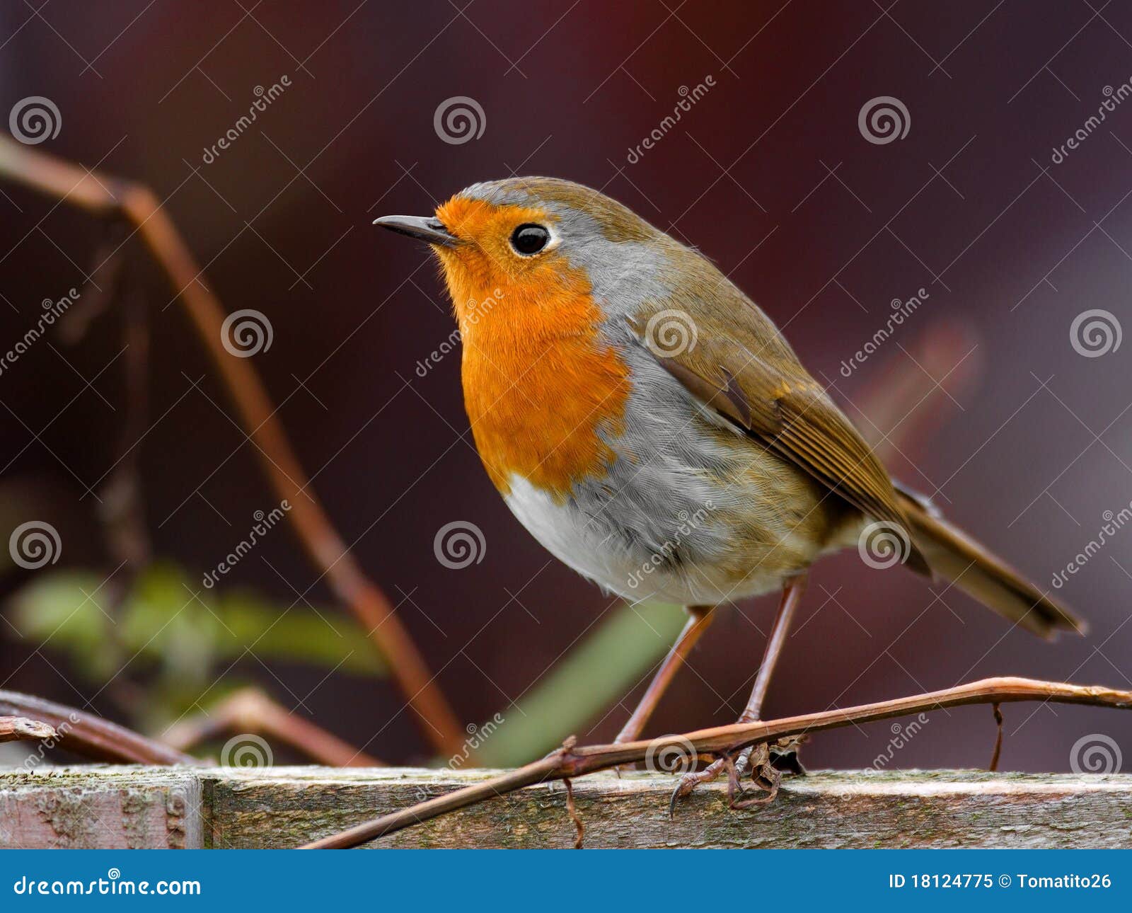 Pássaro Do Pisco De Peito Vermelho Imagem de Stock - Imagem de vara ...