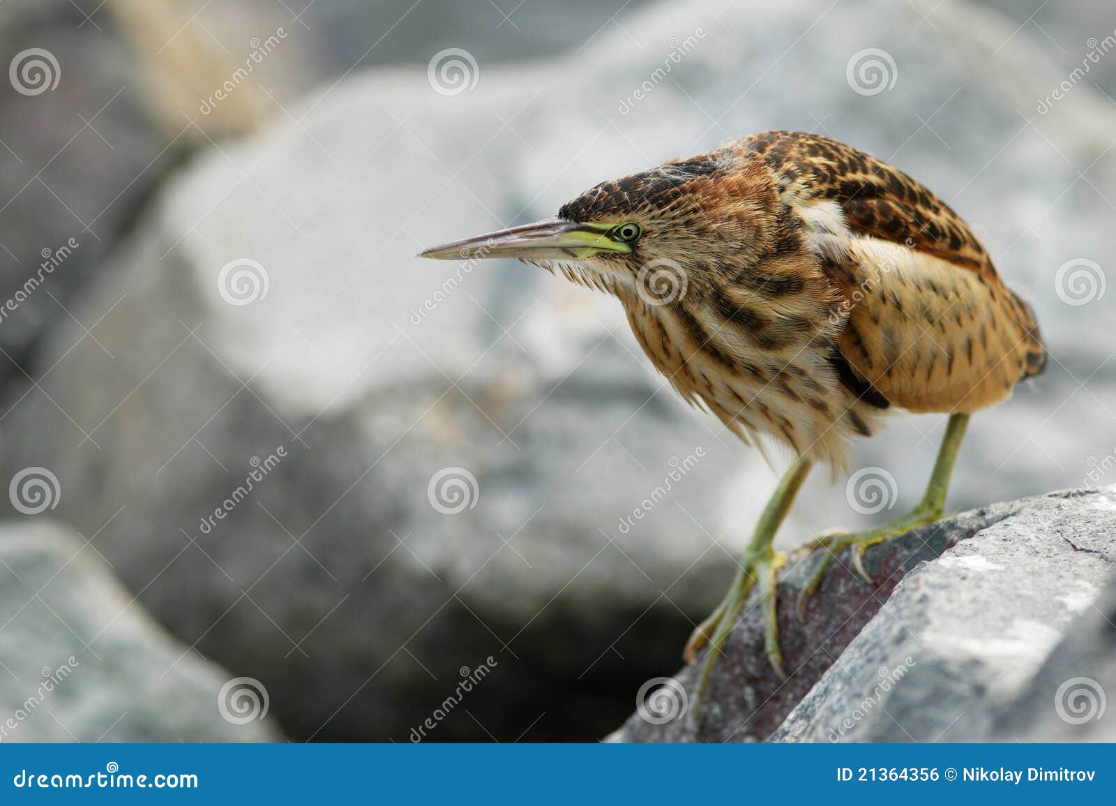Pássaro estranho foto de stock. Imagem de animal, imbecil - 21364356