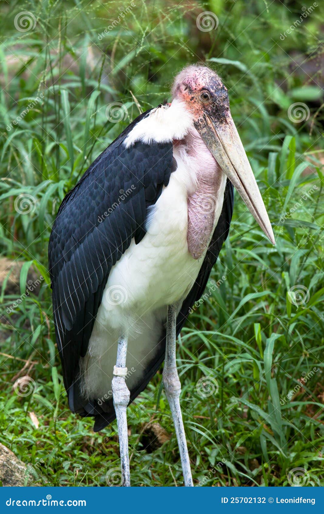 Pássaro Feio: a Cegonha De Marabu Foto de Stock - Imagem de pinto ...