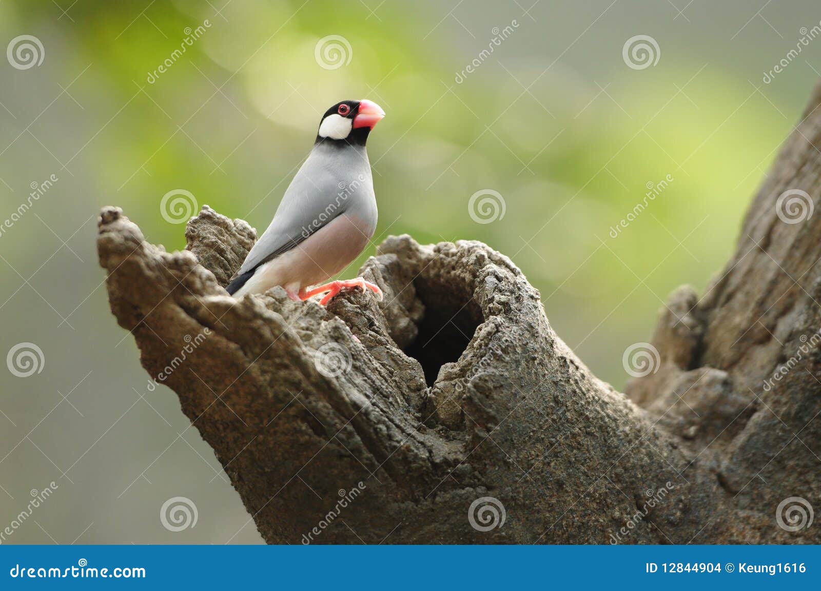 Pássaro --- pardal de java foto de stock. Imagem de punhal - 12844904