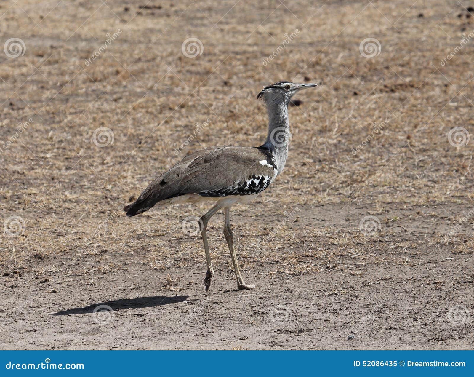 Pássaros Coloridos Africanos Imagem de Stock - Imagem de selvagem ...