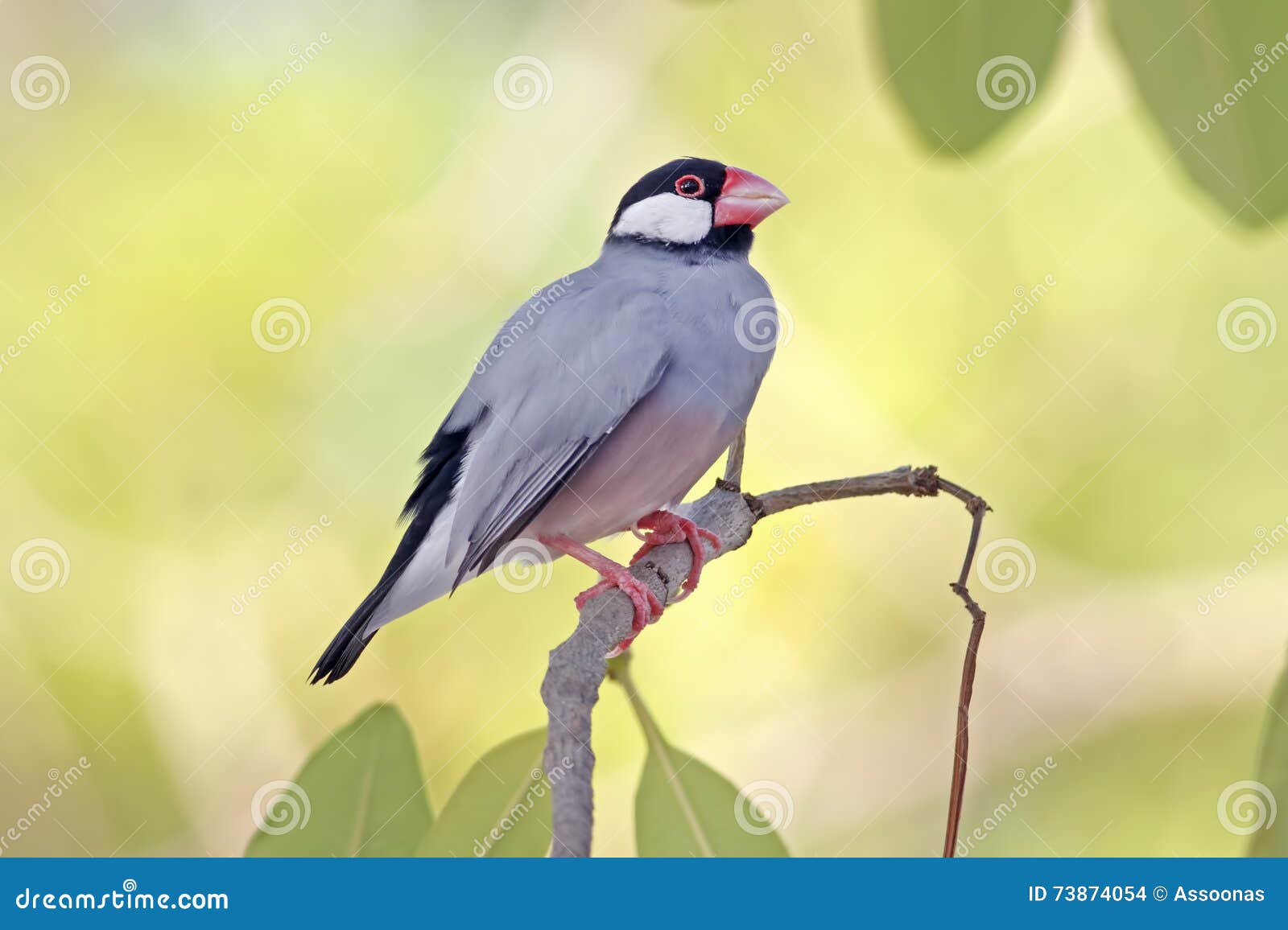 Pássaros Do Oryzivora De Lonchura Do Passarinho De Java Do Pardal De ...