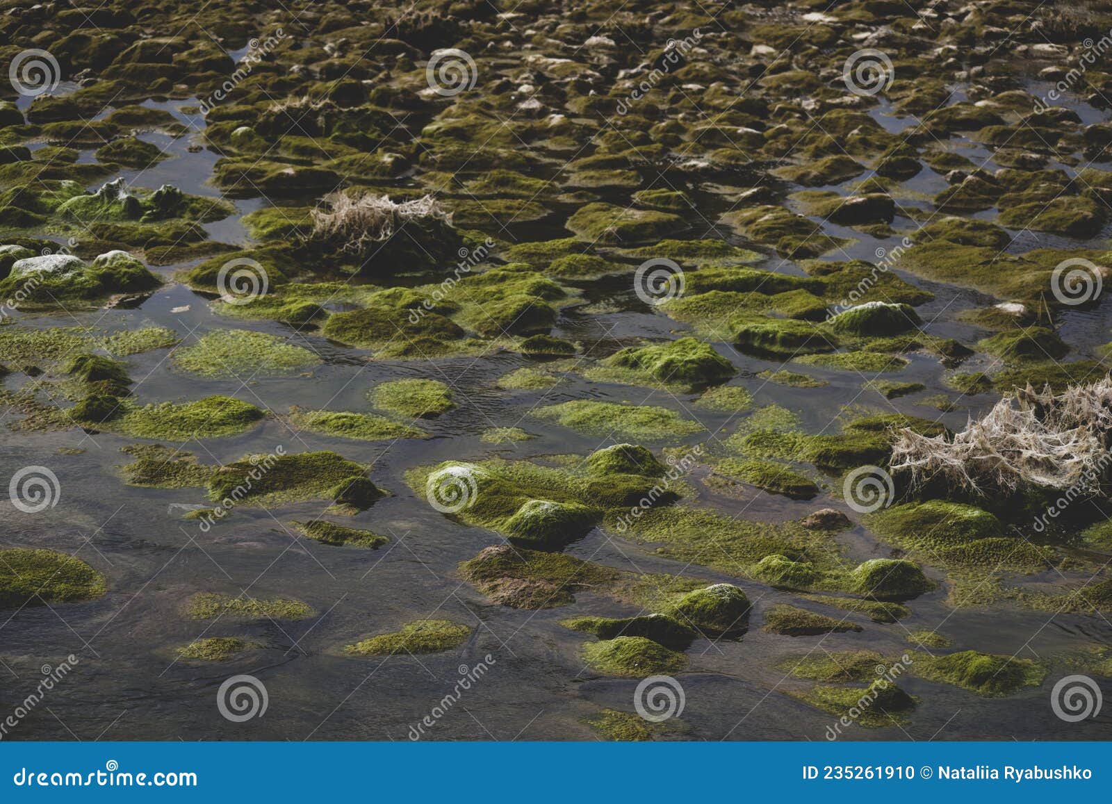 Pântano Coberto De Lama Verde Foto de Stock - Imagem de paisagem ...
