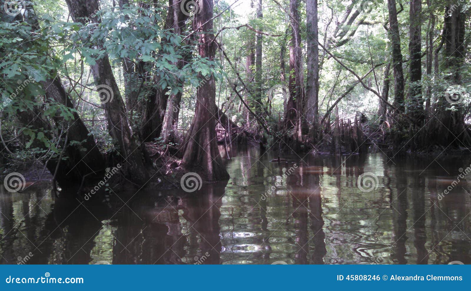 Pântano Do Rio Do Pântano De Savannah River Foto de Stock - Imagem de ...
