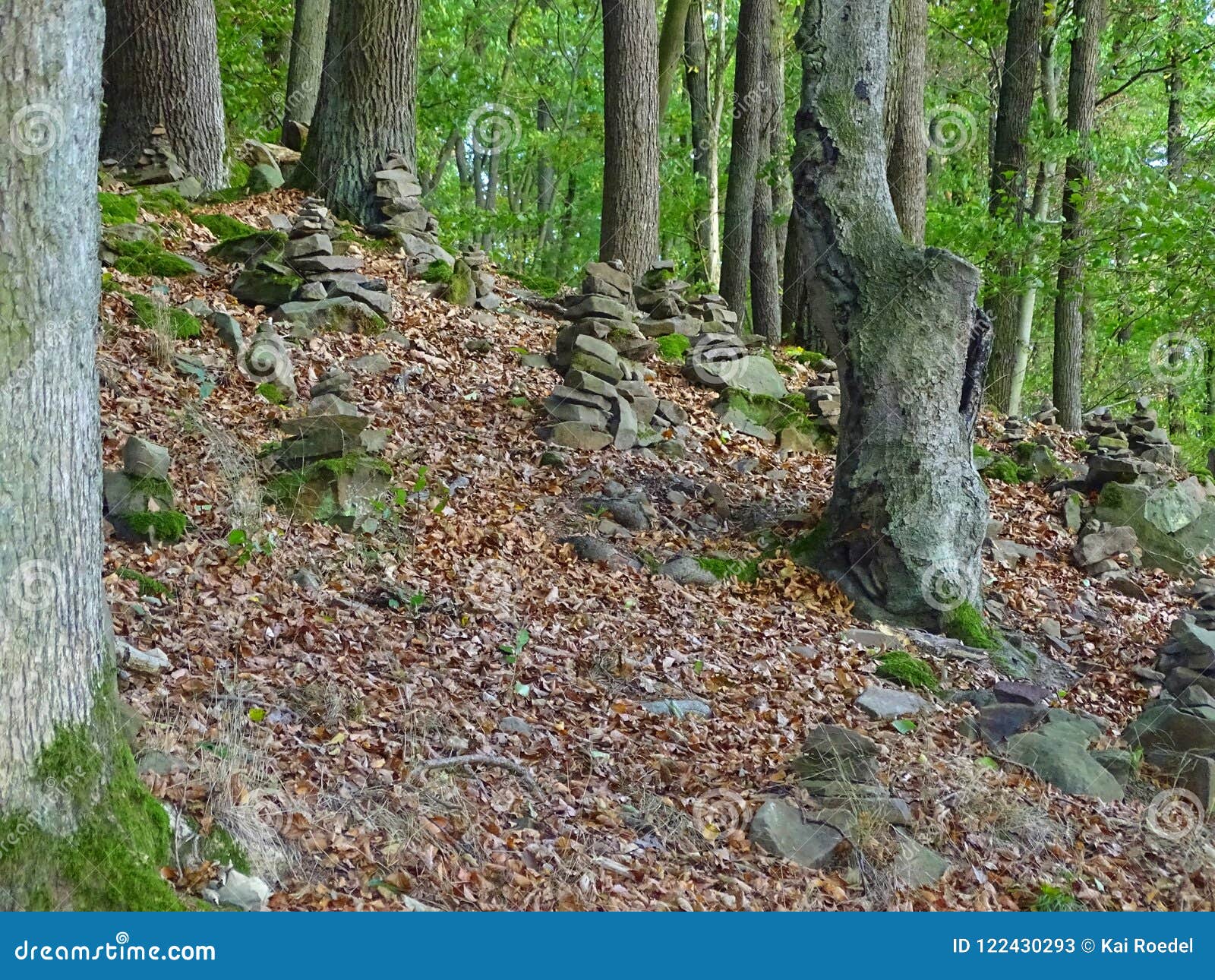 På kanten av slingan fotografering för bildbyråer. Bild av djungel ...