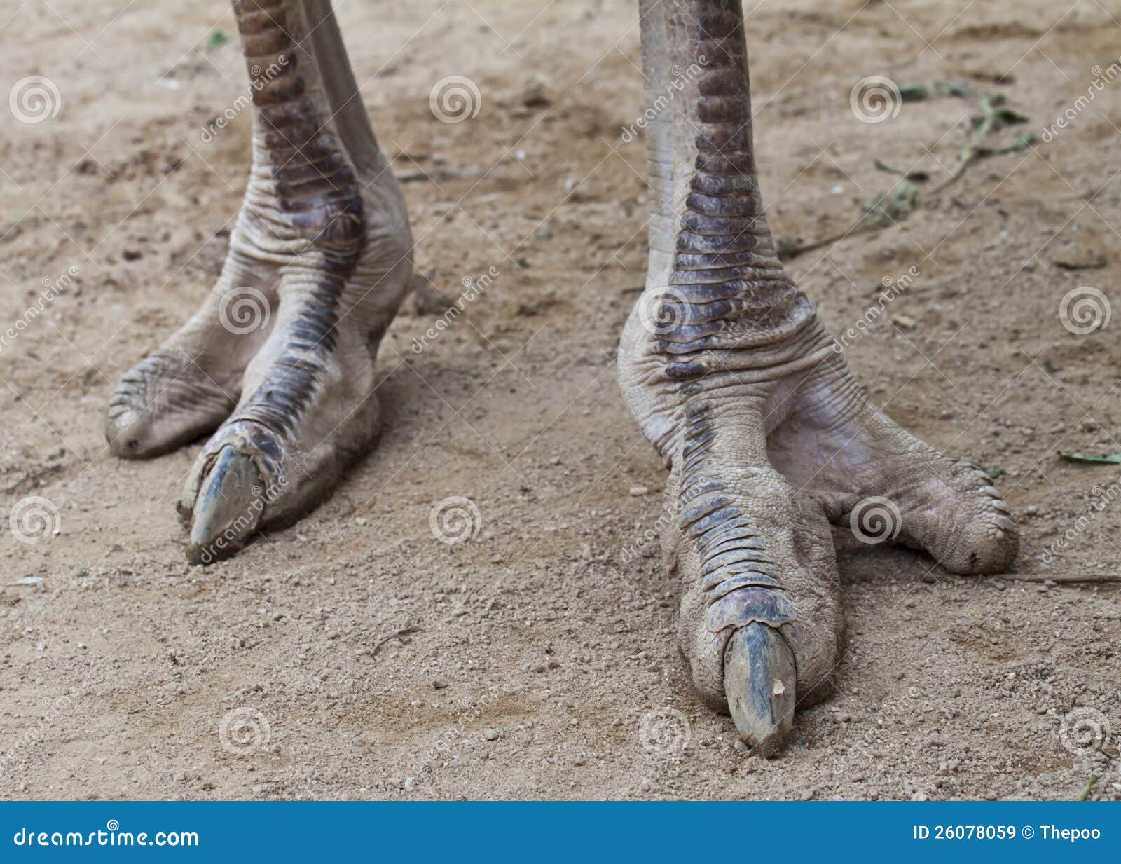 Pé da avestruz imagem de stock. Imagem de enorme, forte - 26078059