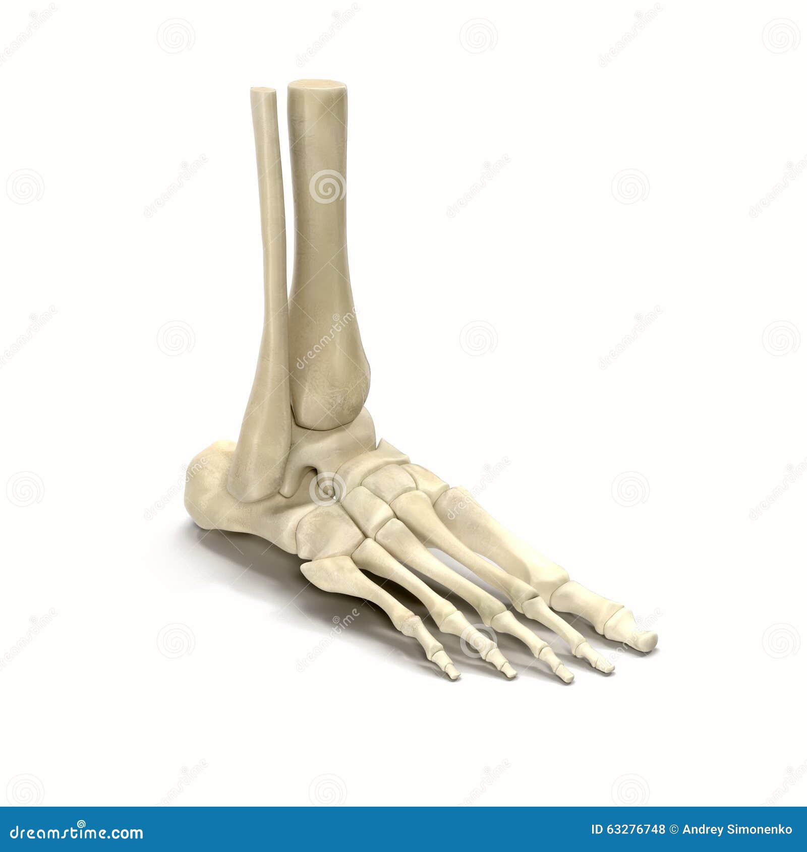 Pé De Esqueleto Humano No Fundo Branco Foto de Stock - Imagem de ...