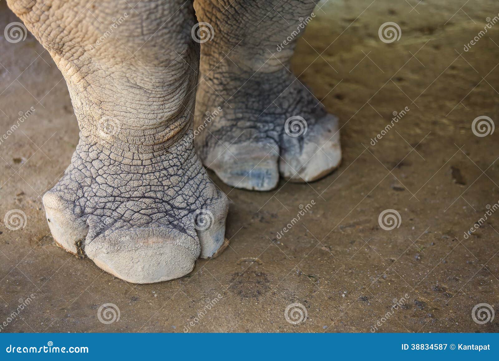 Pé do rinoceronte imagem de stock. Imagem de wildlife - 38834587